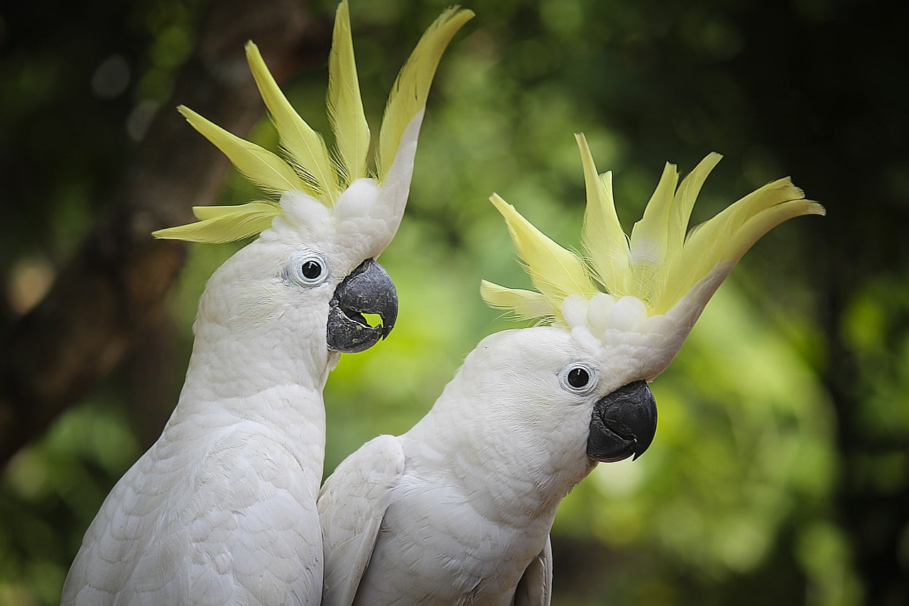 The Parrots' Tale: Influence of Environment – WorldTrendz