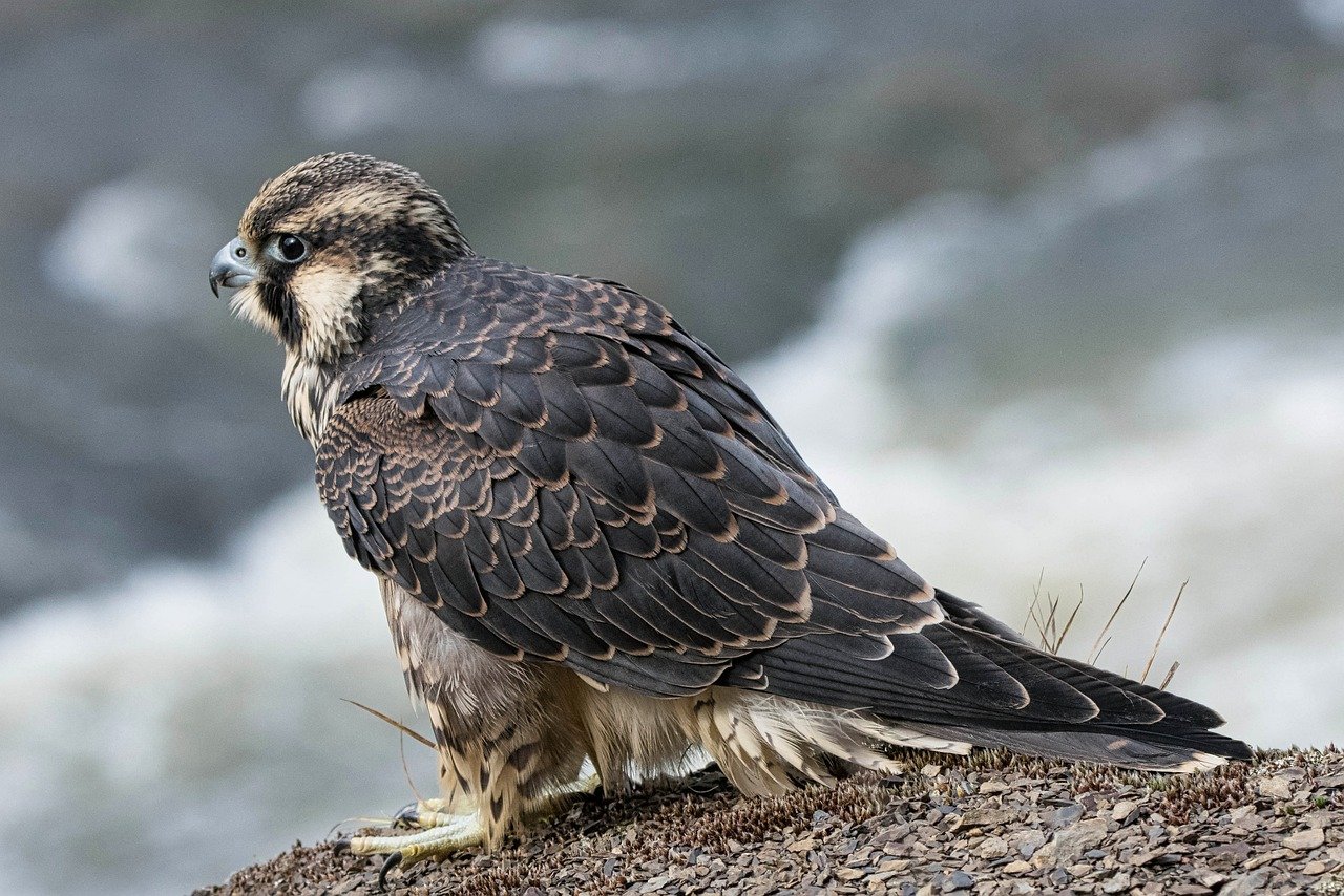 The Falcon Among Chickens: Embracing Your True Nature – WorldTrendz